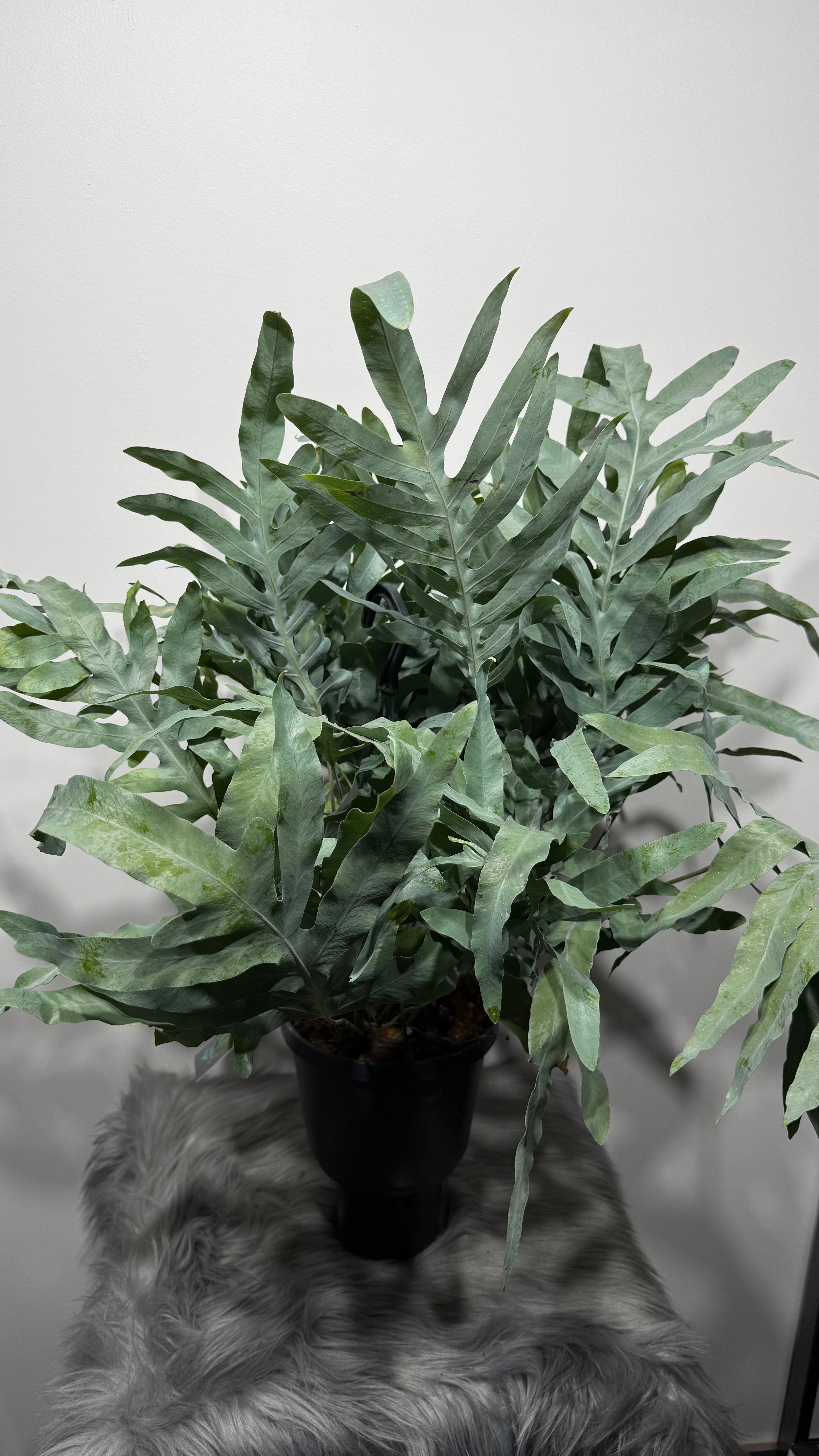 Verwunderlich Phlebodium Blue Star Pflege Bilder