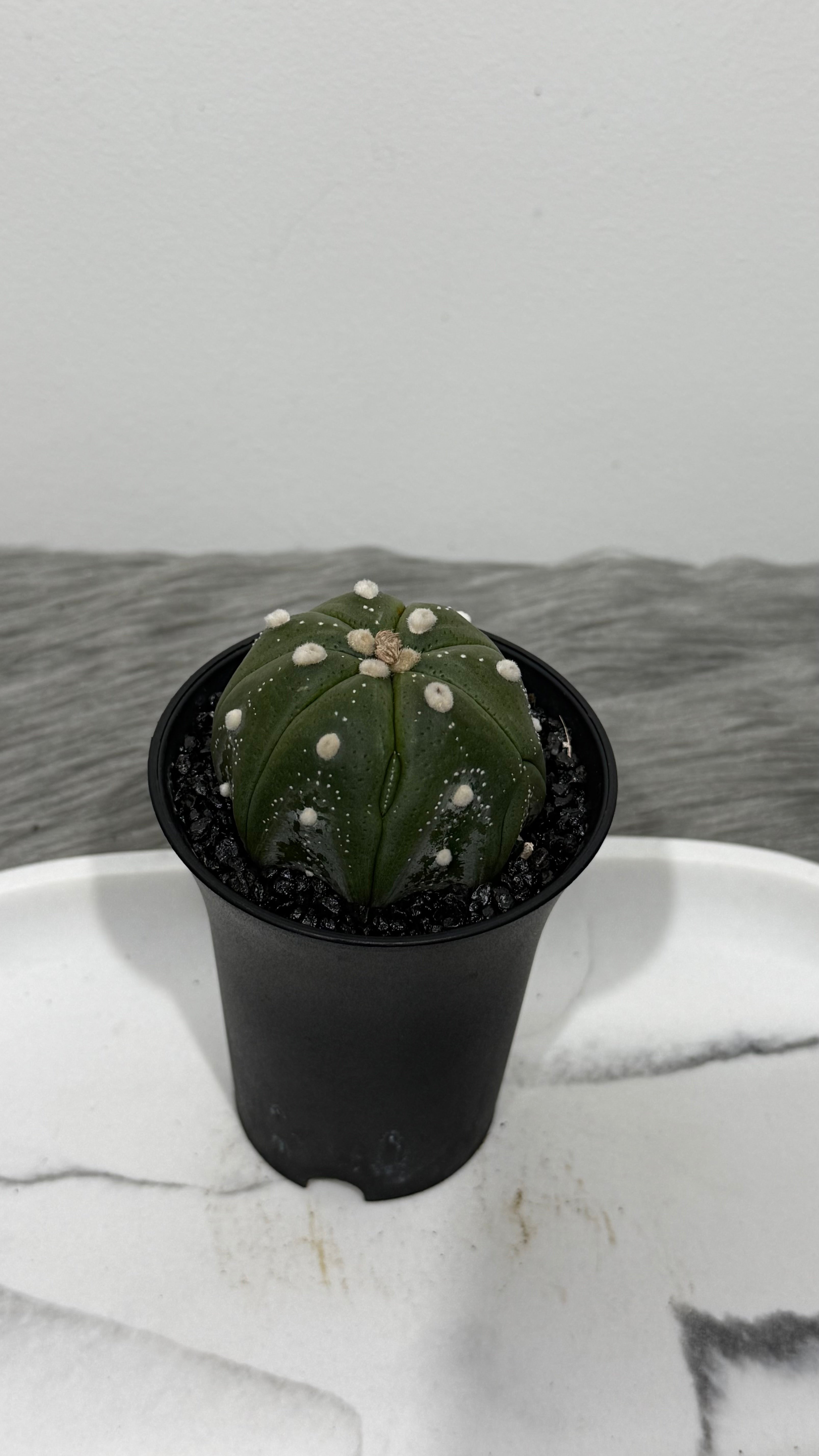Telpaugi un istabas augi mājai un ofisam | Augi-plants.lv – www.augi ...