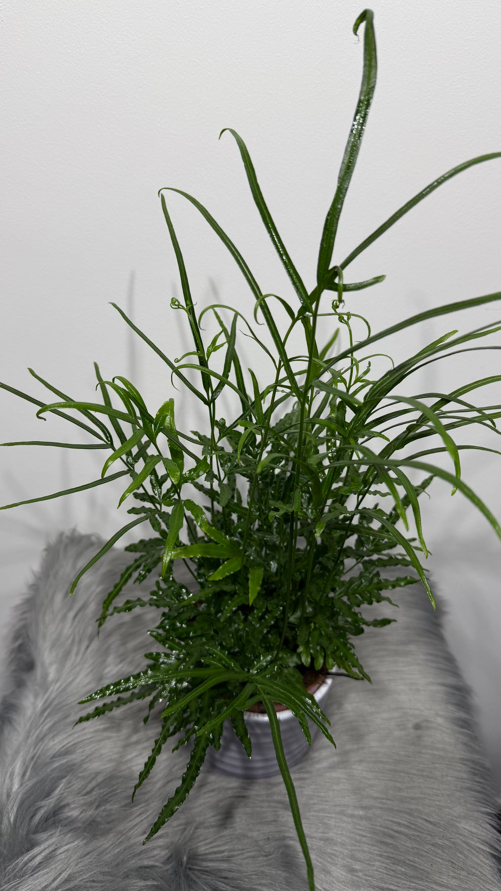 Fern 1 – www.augi-plants.lv