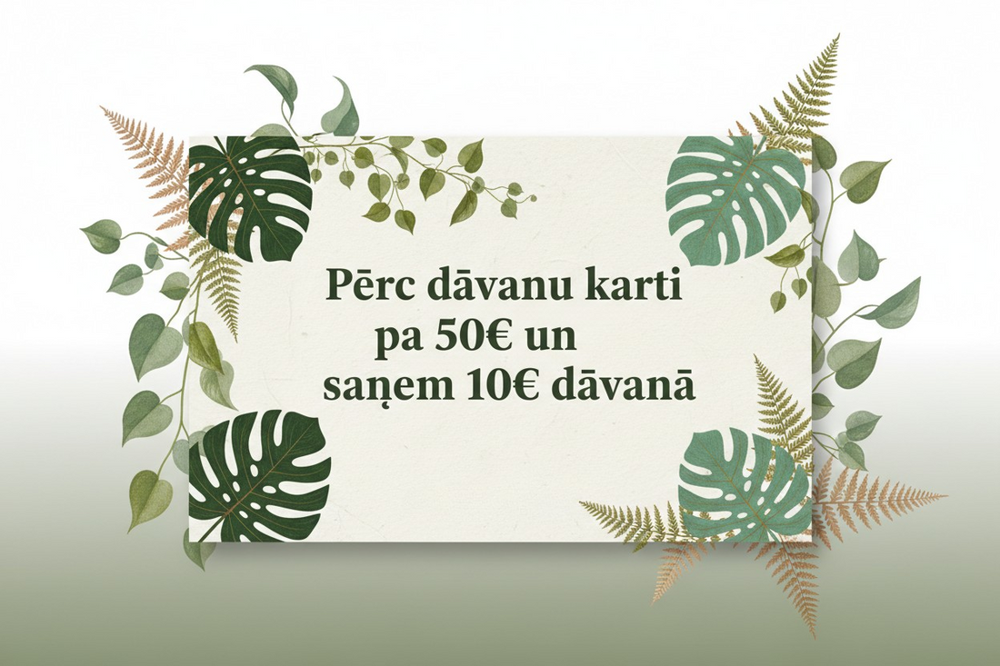 Telpaugi un istabas augi mājai un ofisam | Augi-plants.lv – www.augi ...