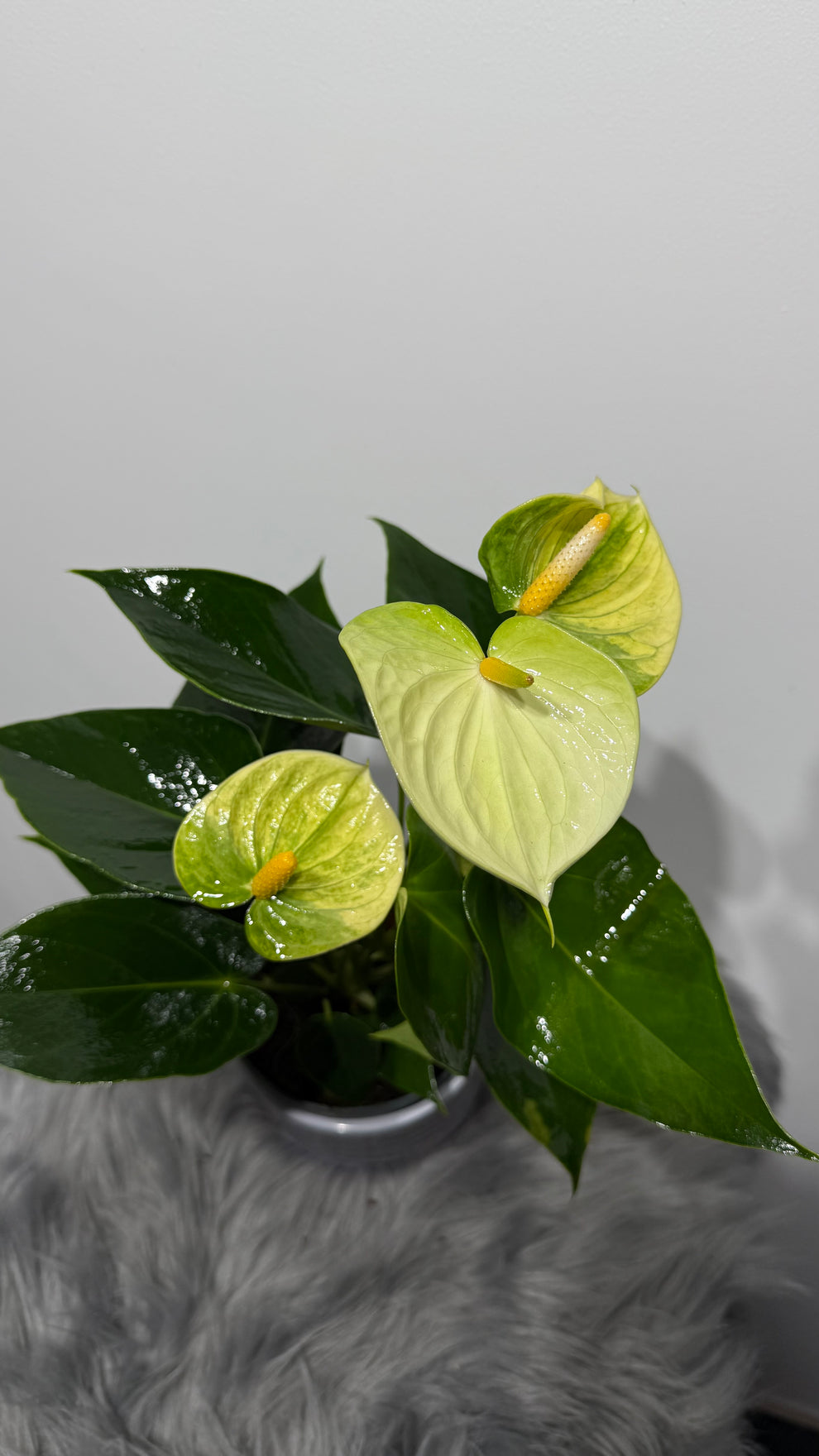 Anthurium White/Yellow – www.augi-plants.lv