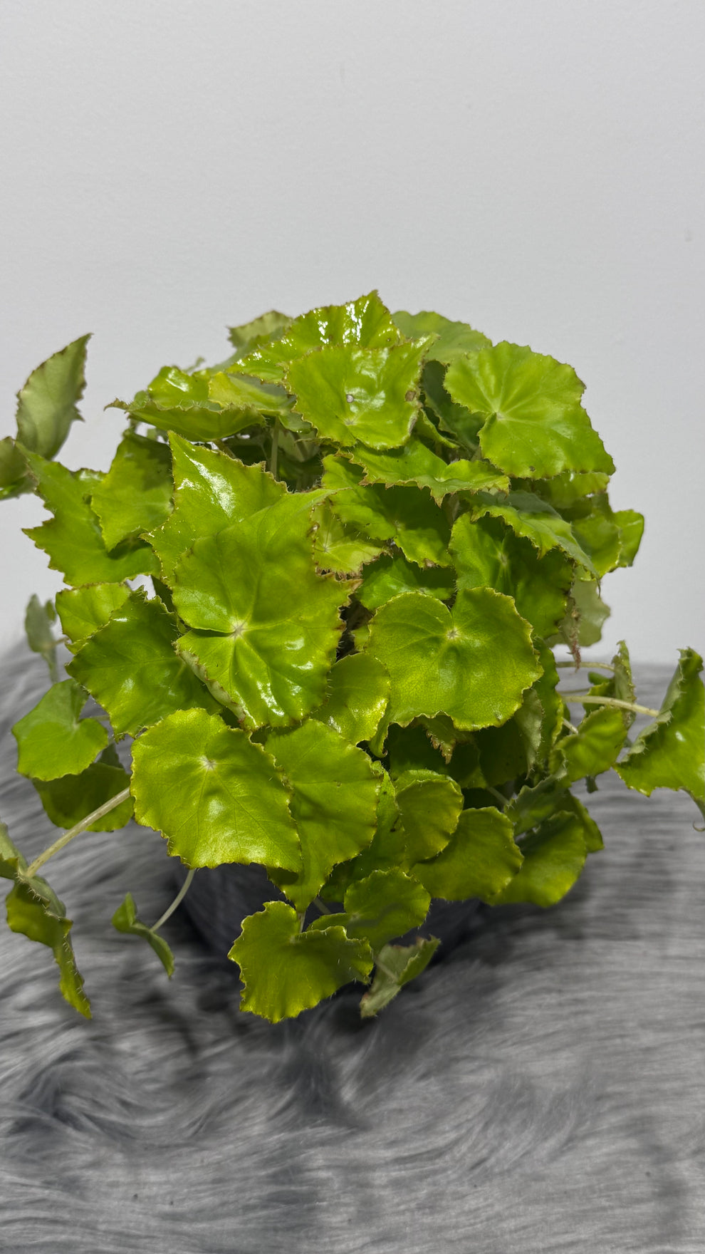 Begonia Beleaf 9 – www.augi-plants.lv