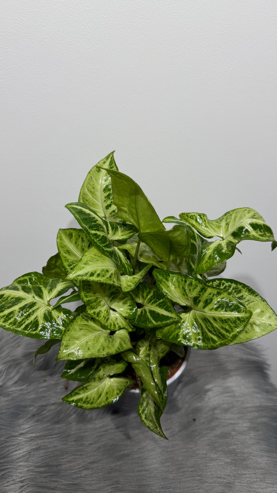 Telpaugi | Nopirkt Istabas Augus Internetveikalā | Augi-Plants.lv – www ...