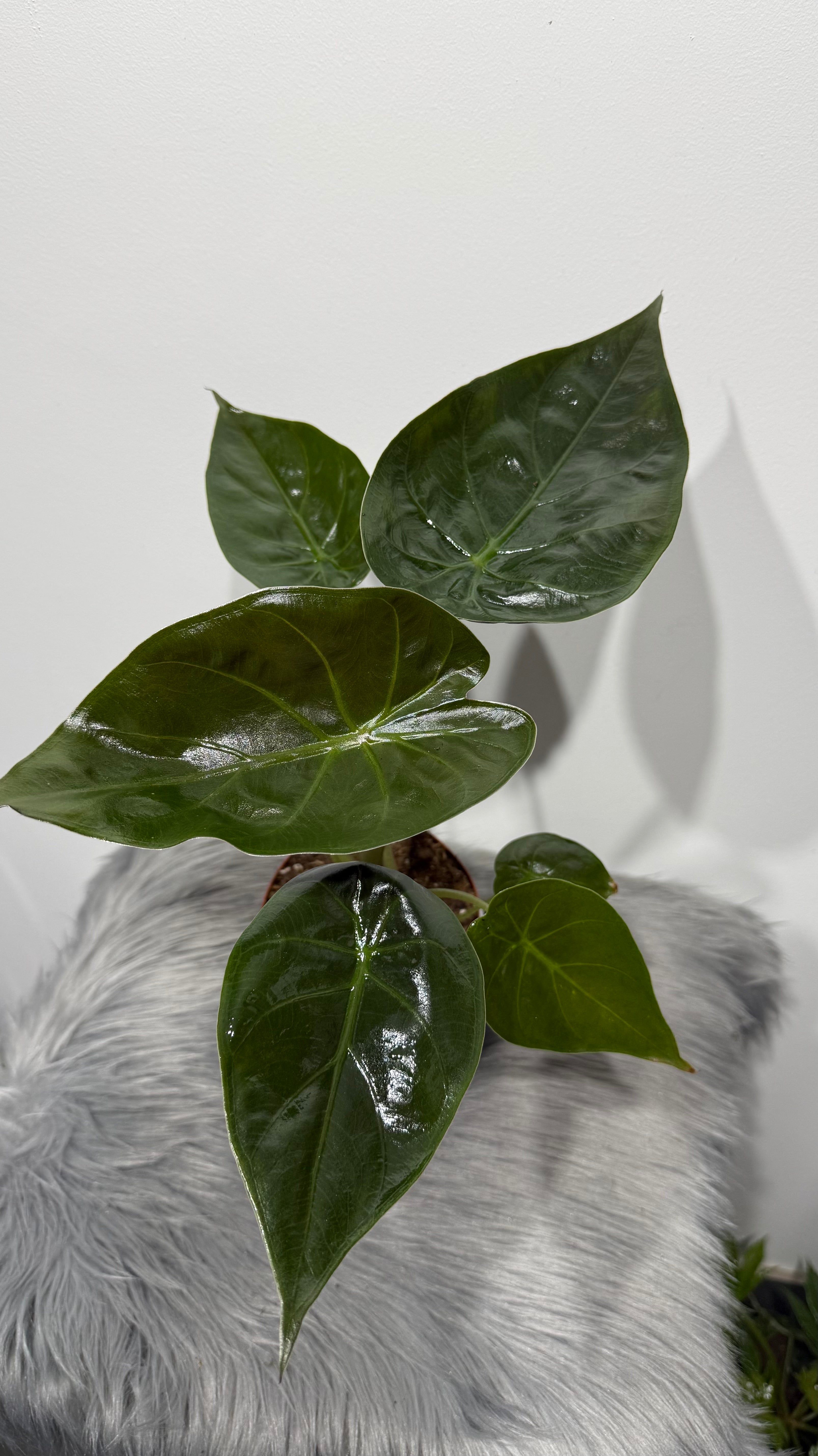Telpaugi | Nopirkt Istabas Augus Internetveikalā | Augi-Plants.lv – www ...