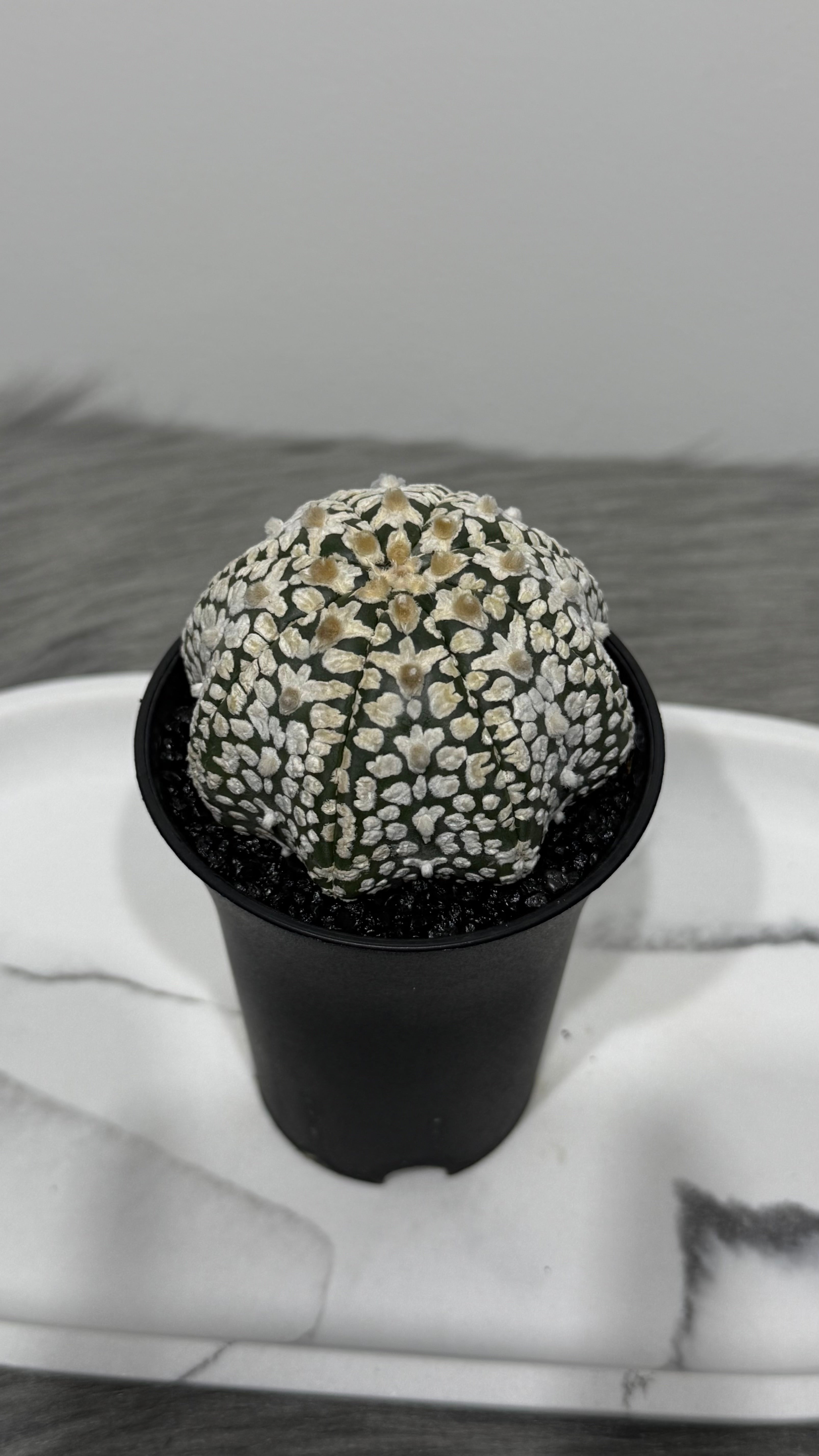 Telpaugi un istabas augi mājai un ofisam | Augi-plants.lv – www.augi ...