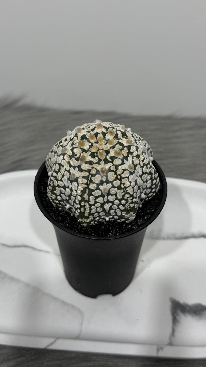 Telpaugi un istabas augi mājai un ofisam | Augi-plants.lv – www.augi ...