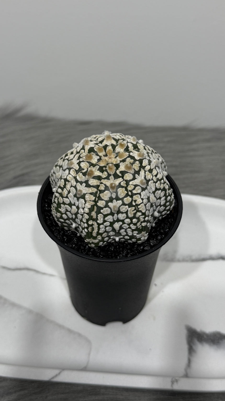 Telpaugi un istabas augi mājai un ofisam | Augi-plants.lv – www.augi ...