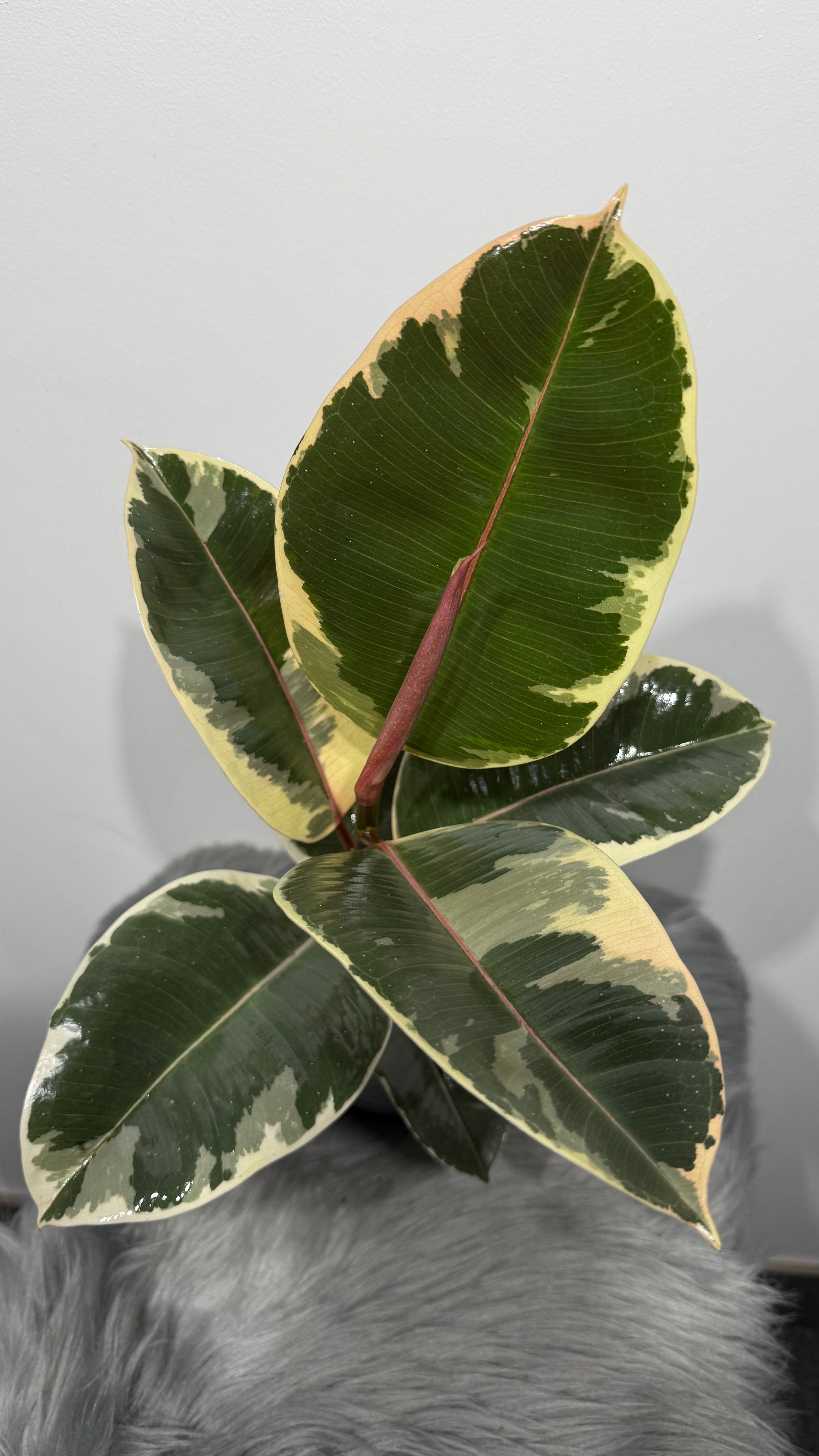 Ficus elastica Tineke – www.augi-plants.lv