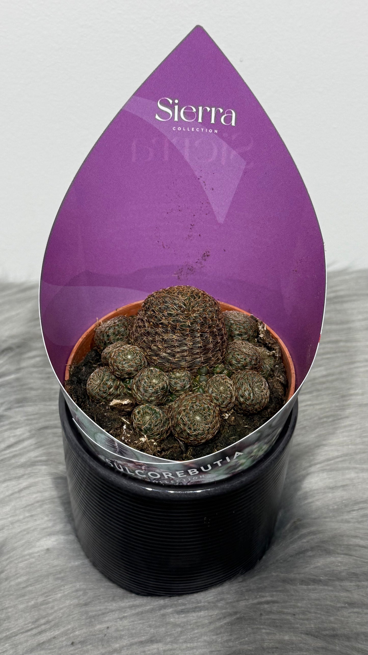 Solcorebutia Rauschii – www.augi-plants.lv