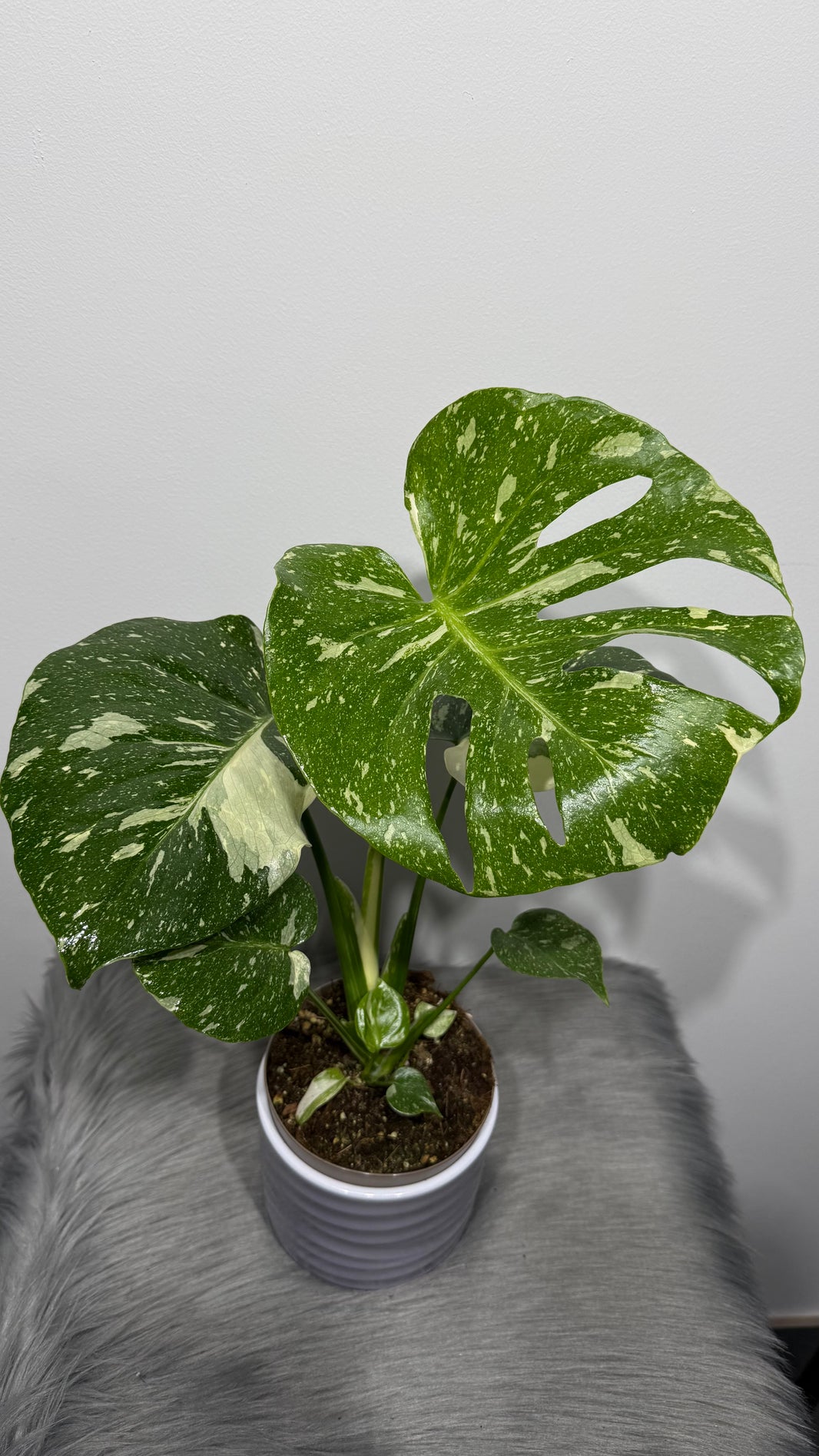 Telpaugi | Nopirkt Istabas Augus Internetveikalā | Augi-Plants.lv – www ...