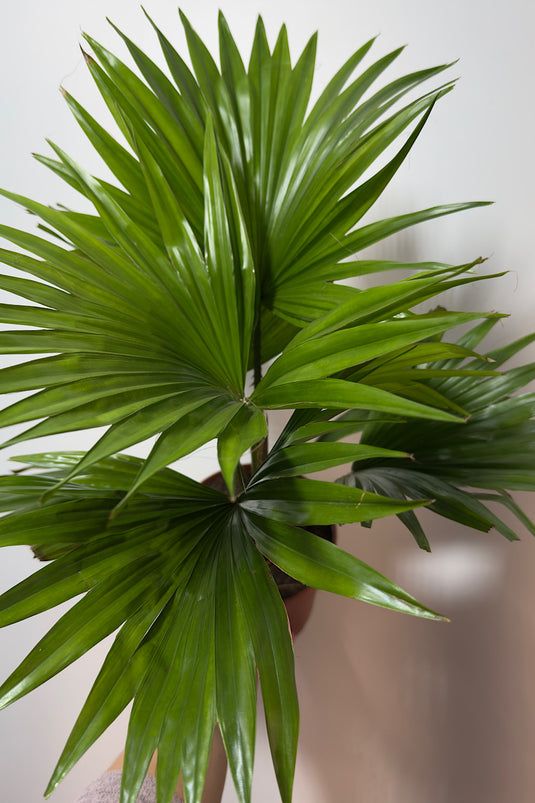 Premium Tropu Augi Jūsu Mājai Un Ofisam – www.augi-plants.lv