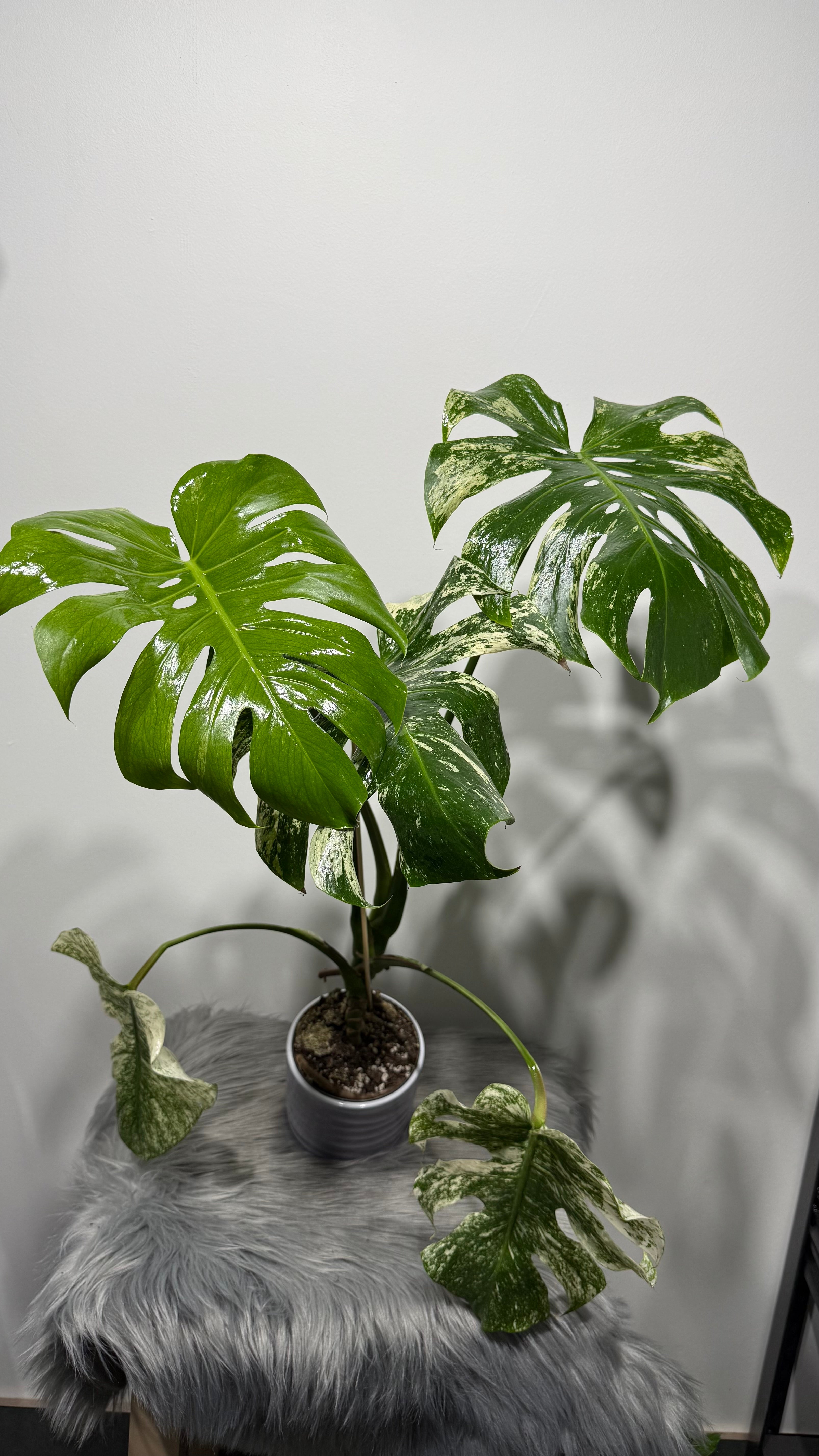 Telpaugi | Nopirkt Istabas Augus Internetveikalā | Augi-Plants.lv – www ...