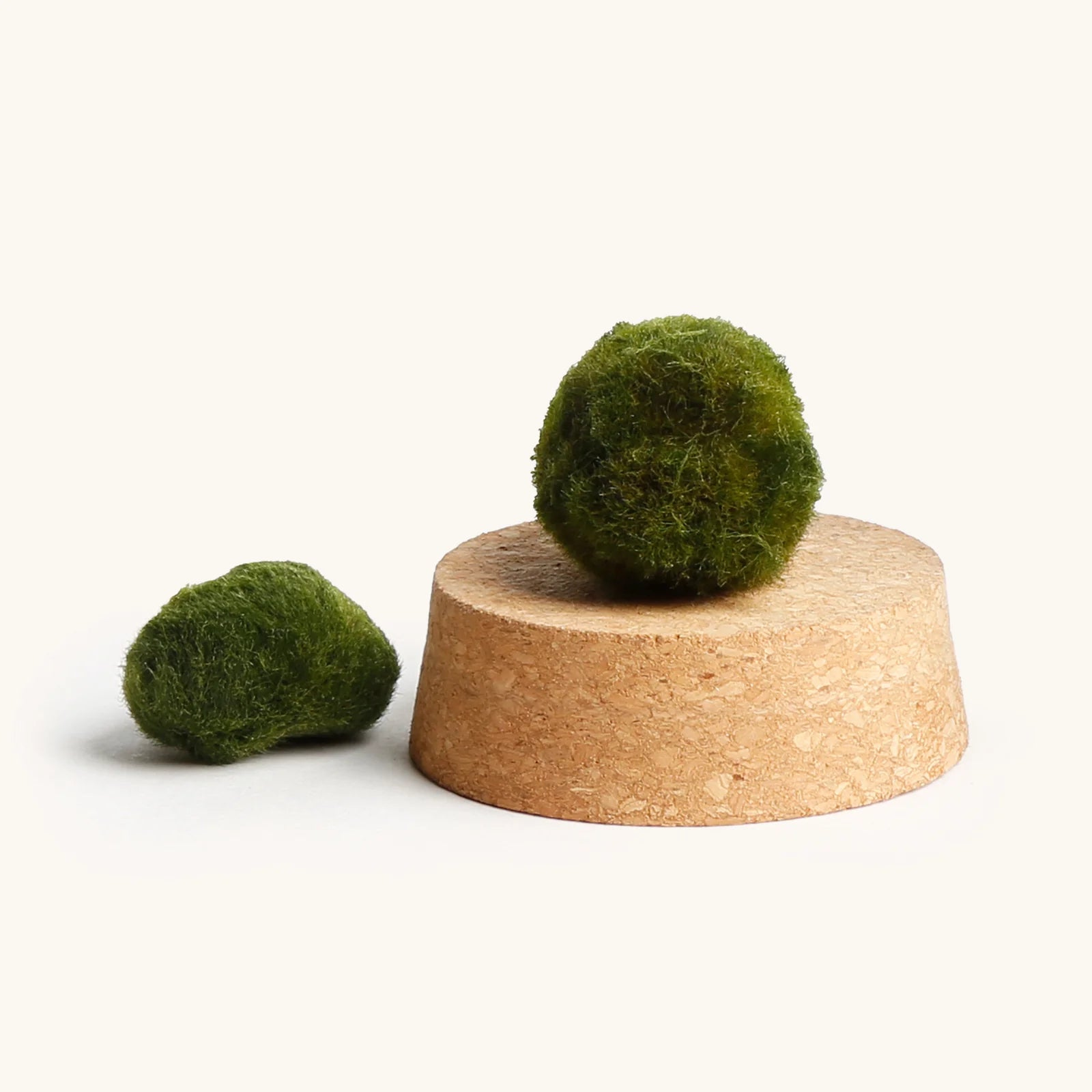Marimo augs – www.augi-plants.lv