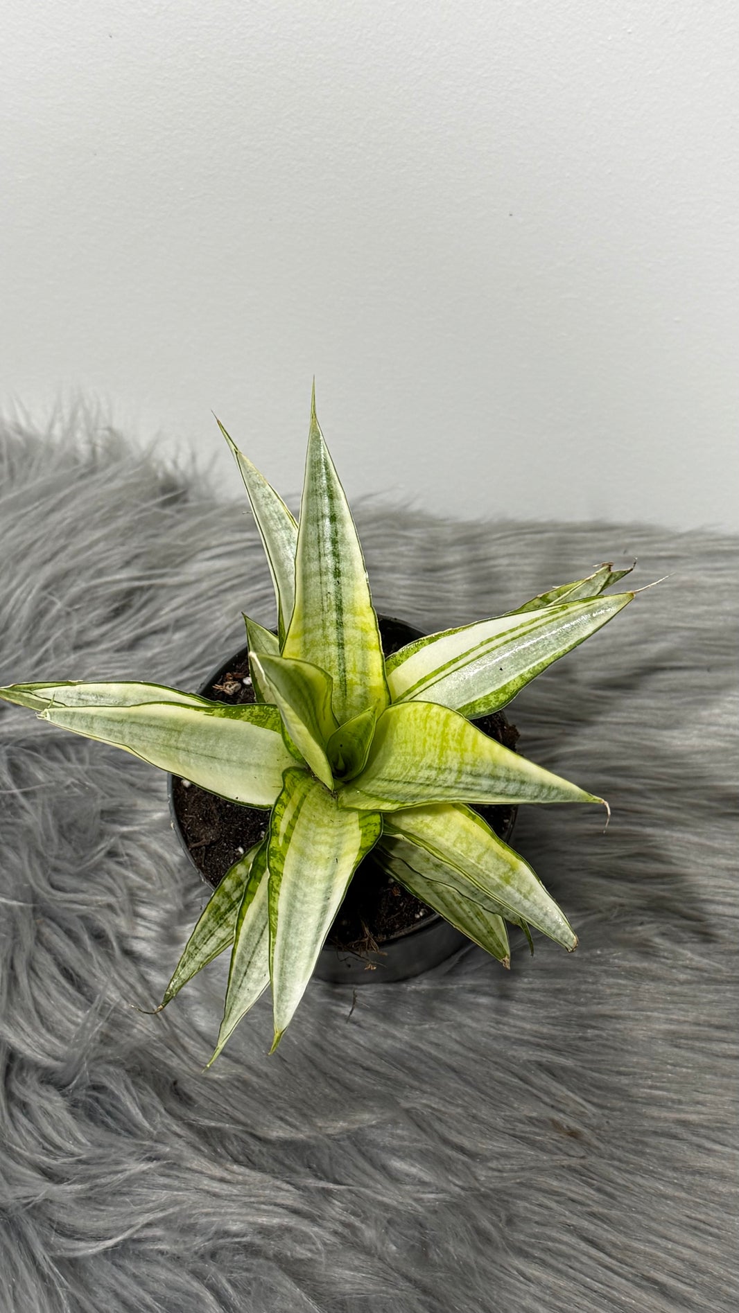 Telpaugi | Nopirkt Istabas Augus Internetveikalā | Augi-Plants.lv – www ...