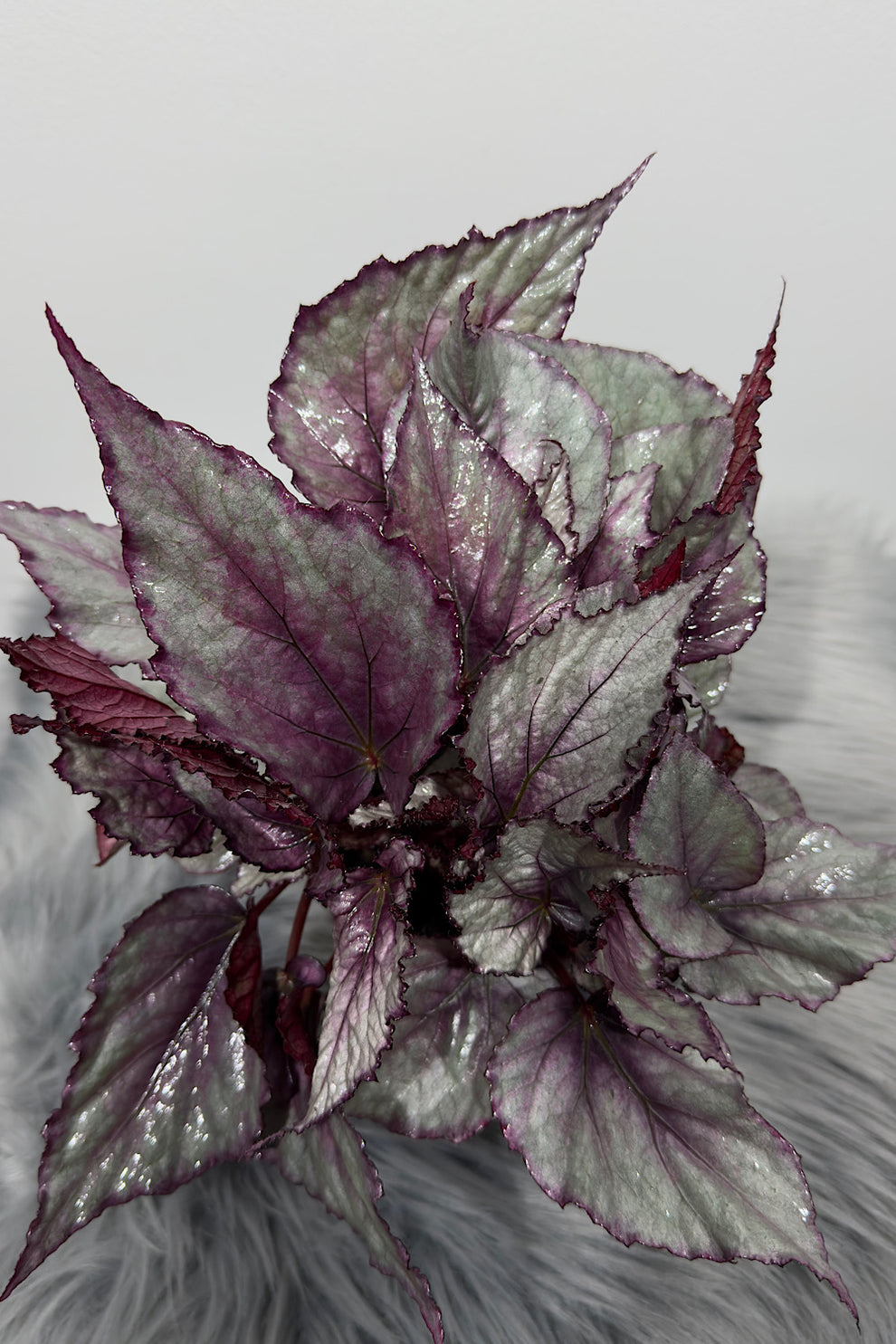 Begonia Beleaf 3 – www.augi-plants.lv