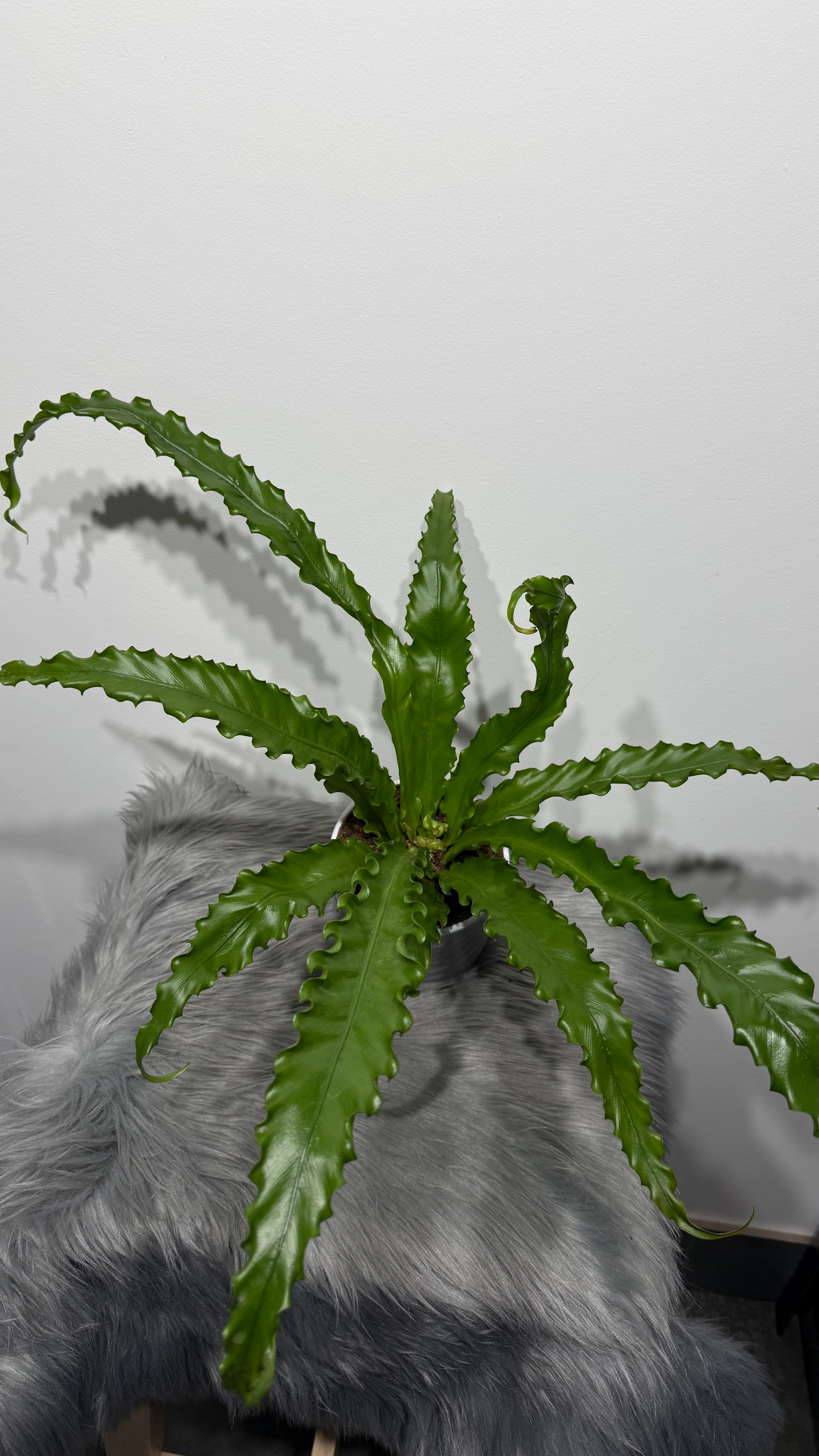 Telpaugi | Nopirkt Istabas Augus Internetveikalā | Augi-Plants.lv – www ...