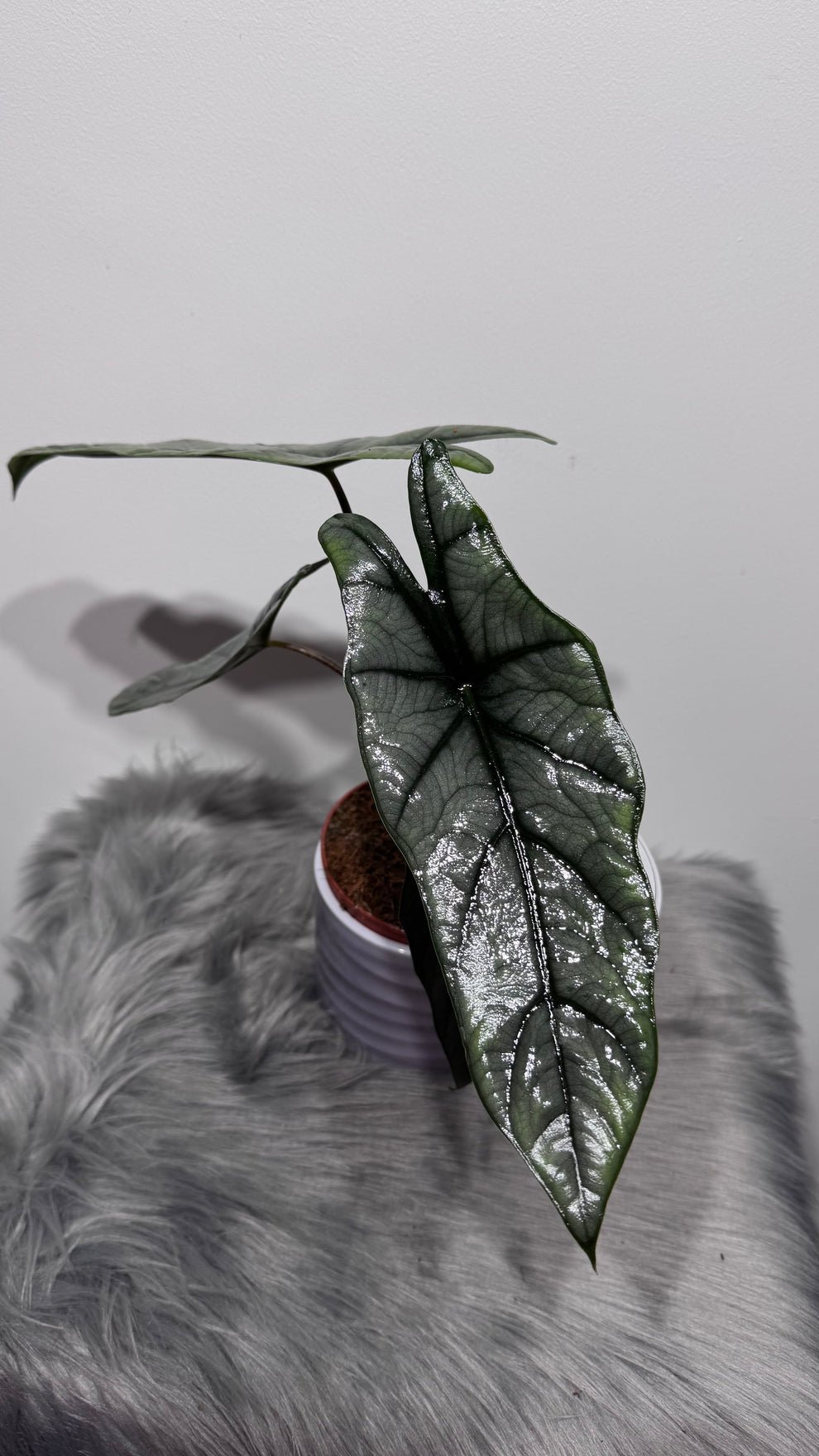 Alocasia heterophylla – www.augi-plants.lv