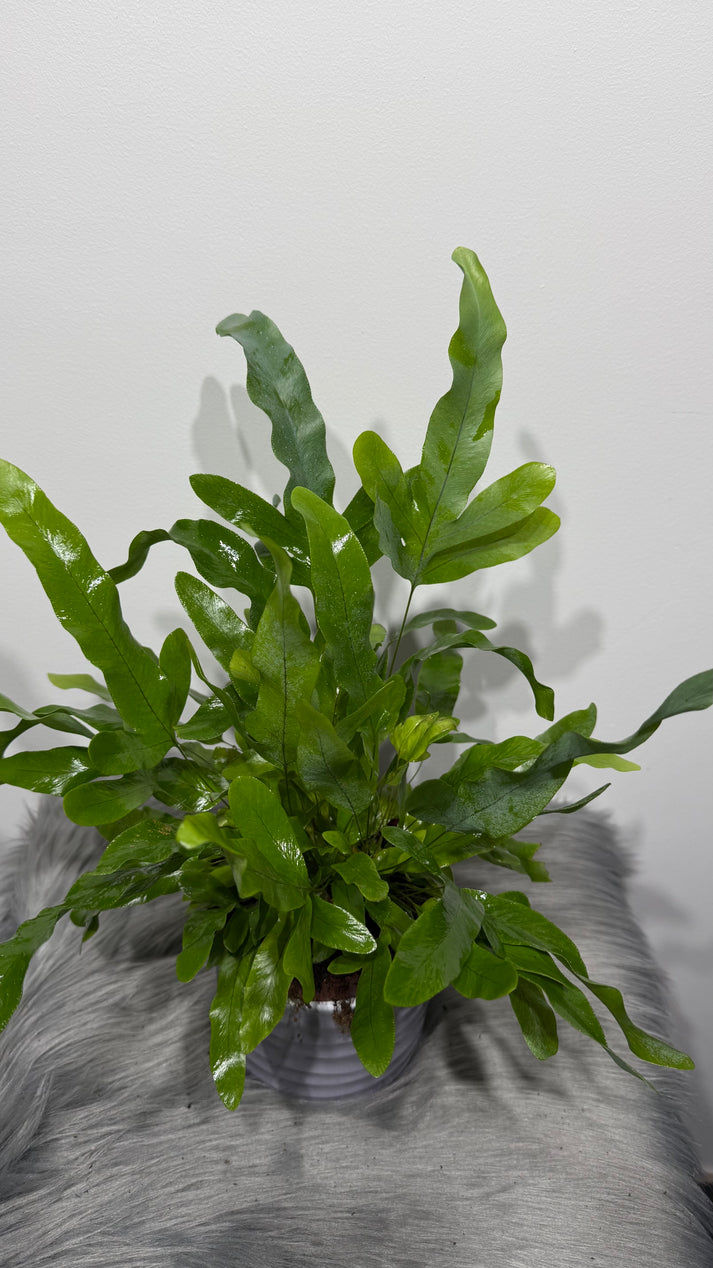 Fern 4 – www.augi-plants.lv