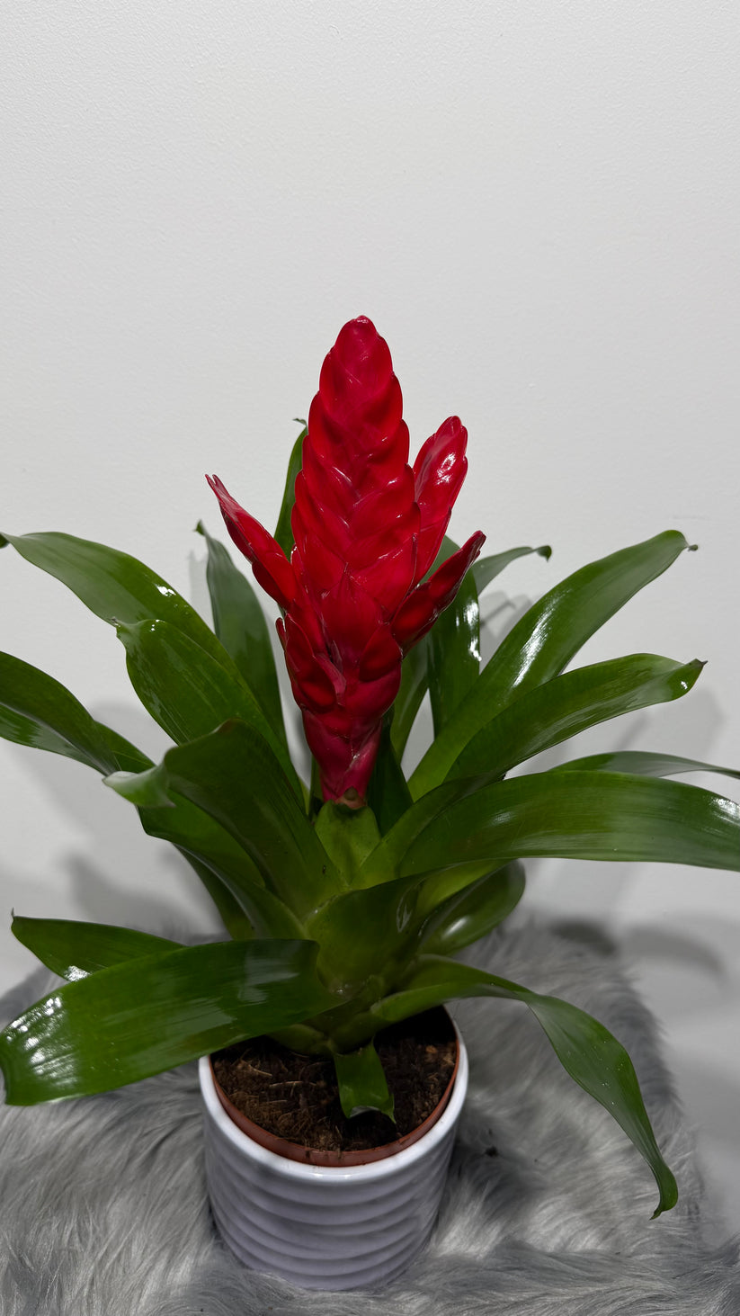 Vriesea Red – www.augi-plants.lv