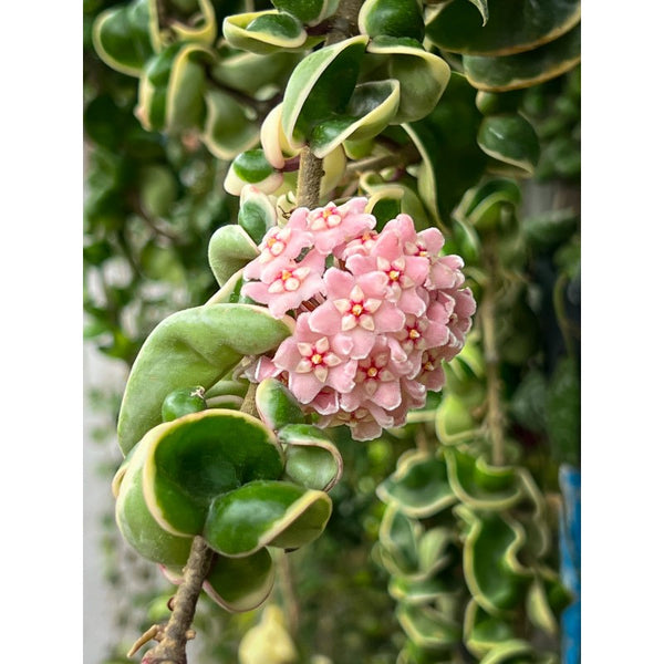 Hoya Compacta variegata – www.augi-plants.lv