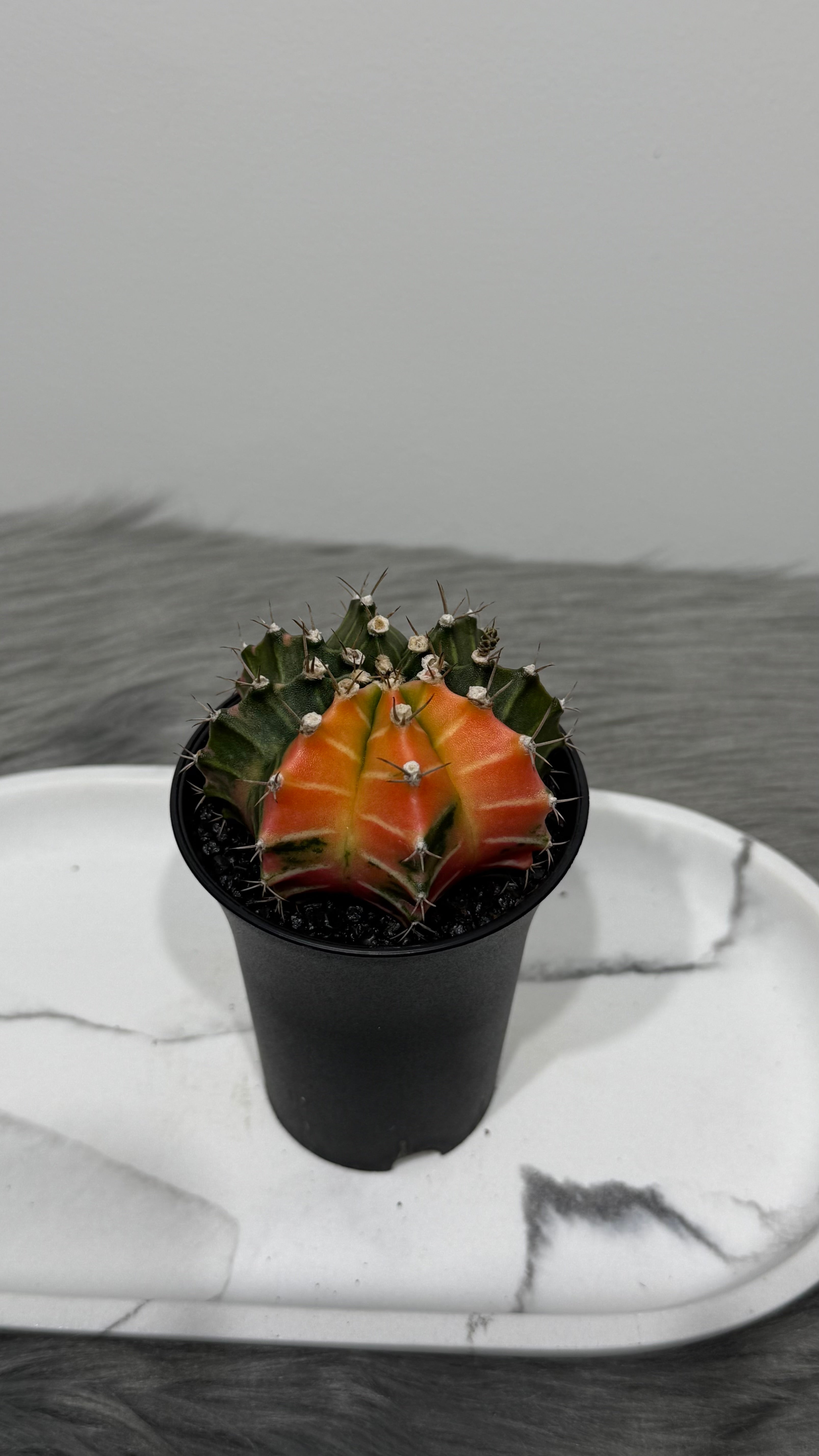 Telpaugi un istabas augi mājai un ofisam | Augi-plants.lv – www.augi ...