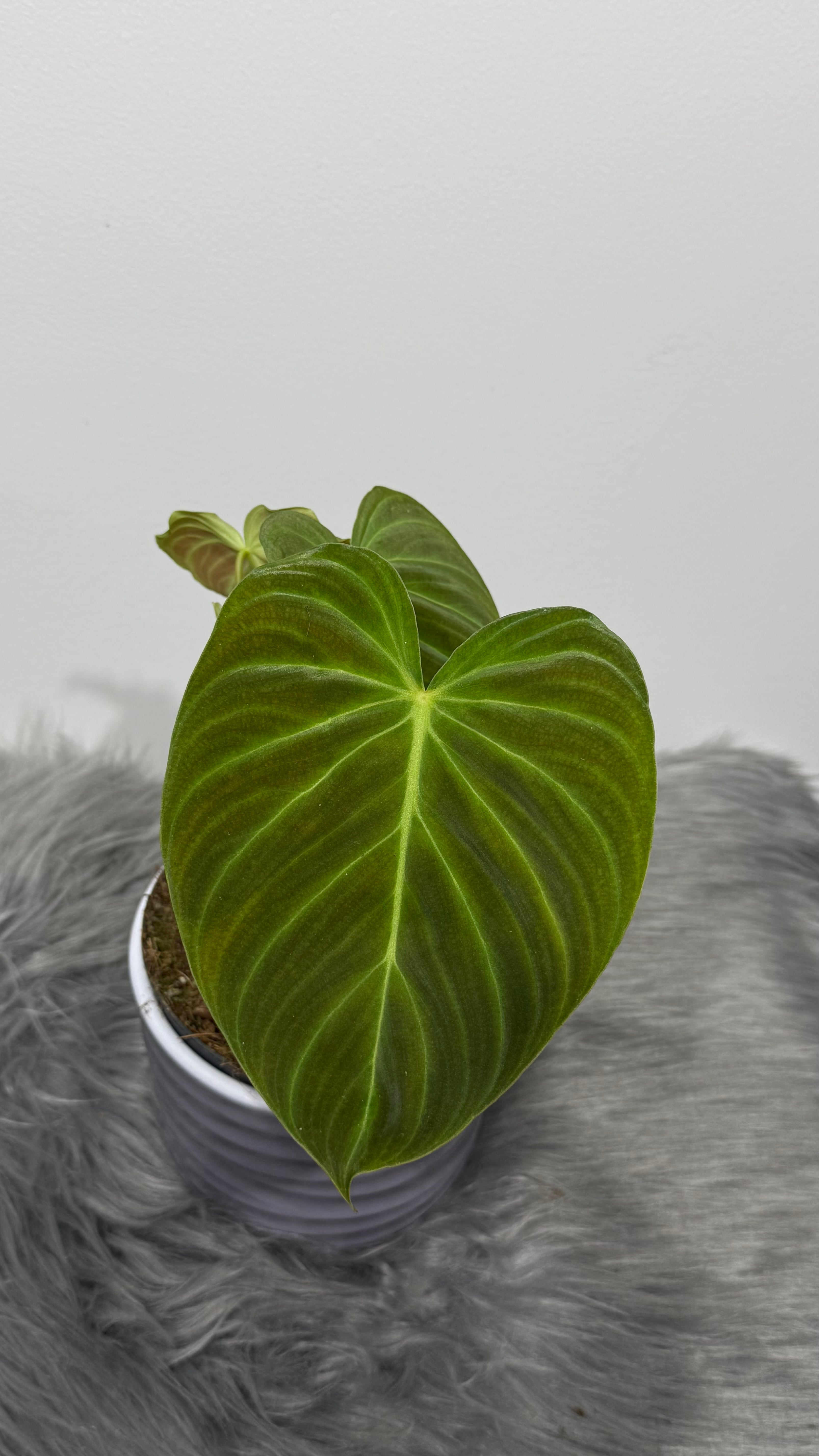 Telpaugi | Nopirkt Istabas Augus Internetveikalā | Augi-Plants.lv – www ...