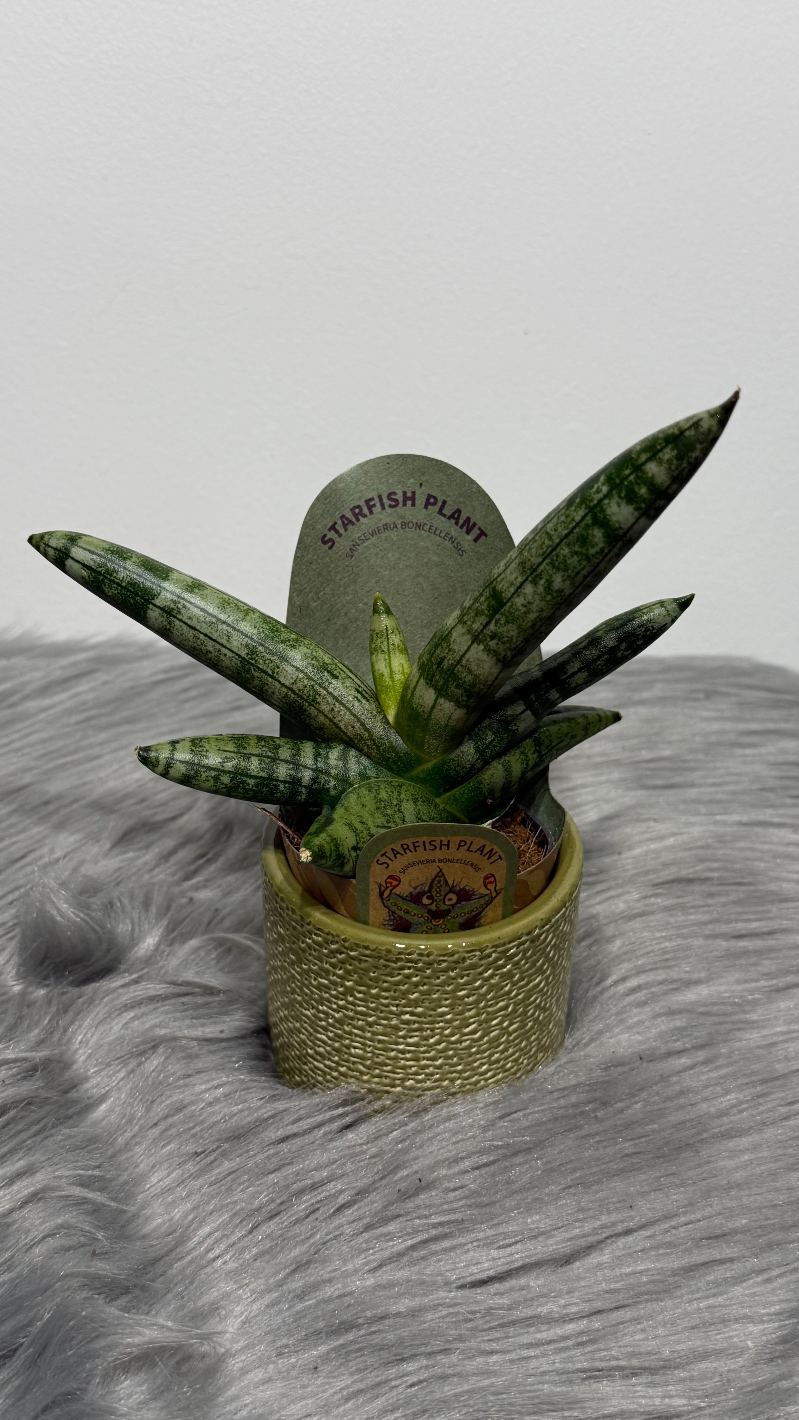 Sansevieria Cylindrica Boncel – www.augi-plants.lv