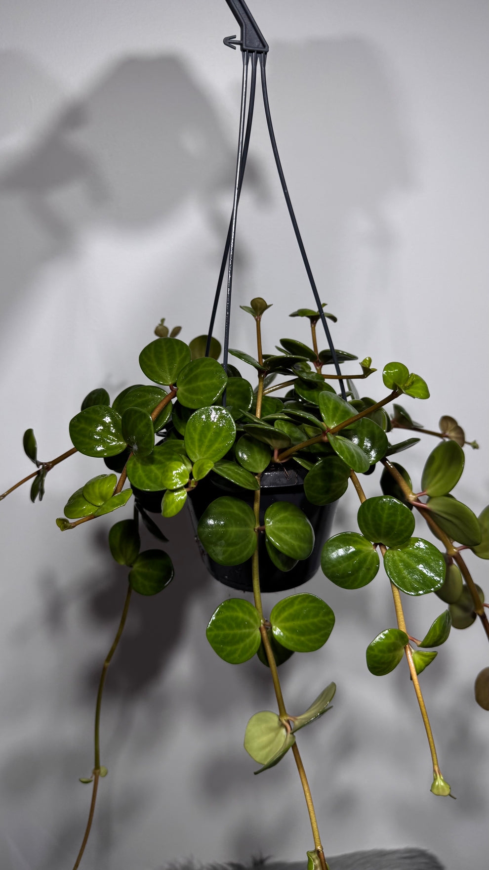Peperomia 'Hope' – www.augi-plants.lv