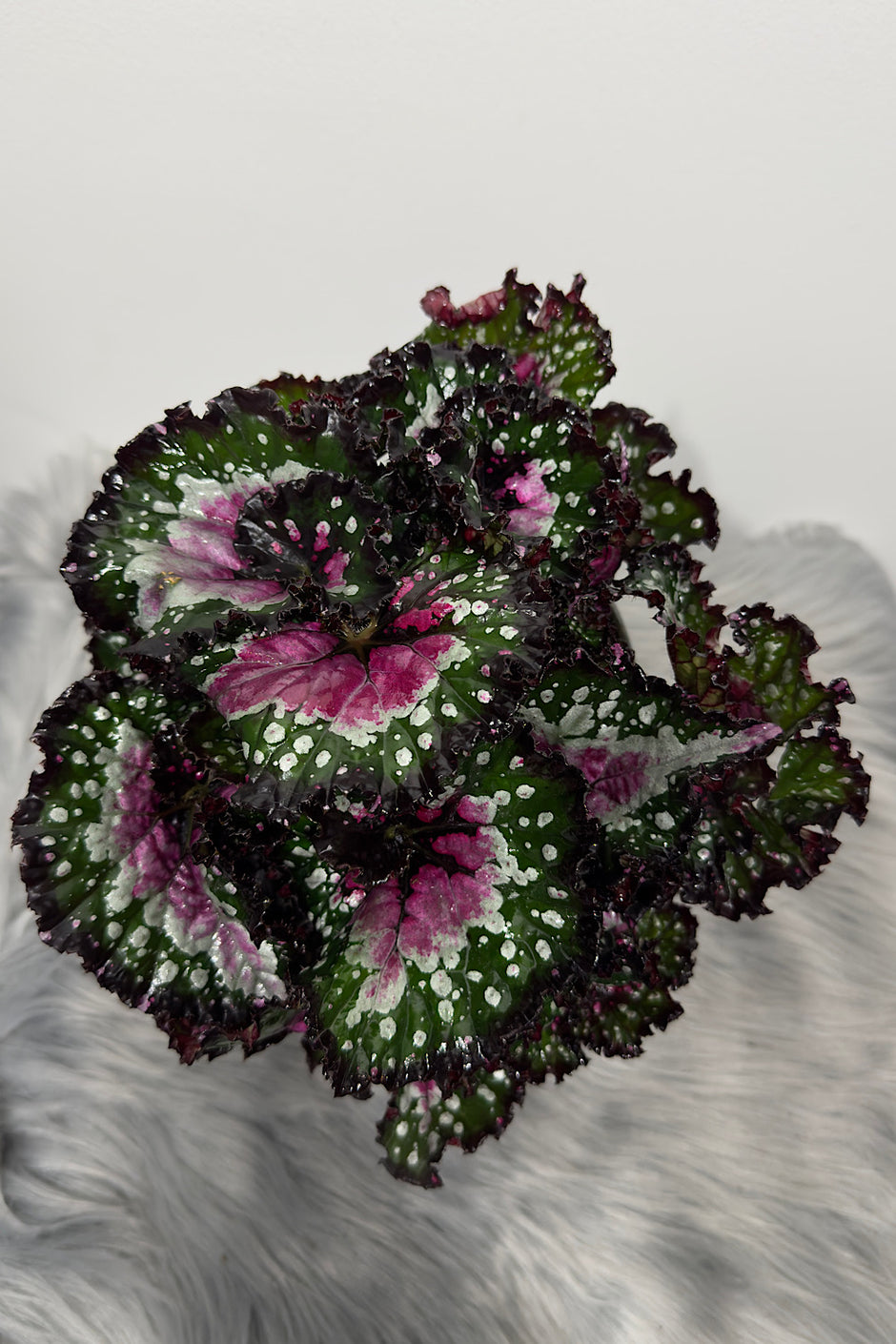 Visi telpaugi – Page 14 – www.augi-plants.lv