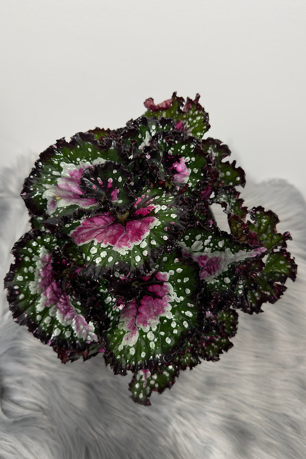 Begonia Beleaf 6 – www.augi-plants.lv