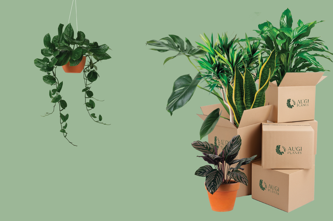 Telpaugi Jūsu Mājai un Ofisam – www.augi-plants.lv