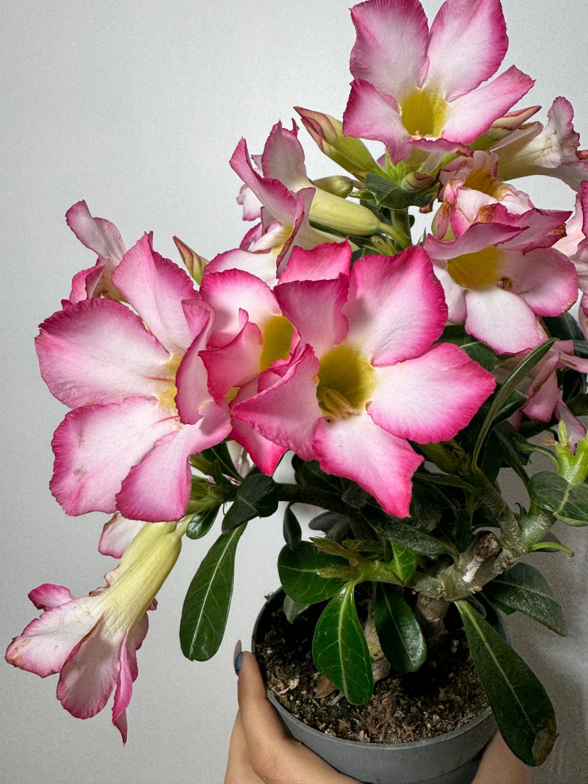 Adenium obesum Pink Star – www.augi-plants.lv