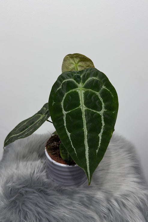 Anthurium Forgetti – www.augi-plants.lv