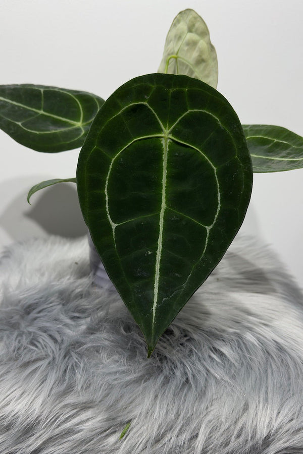 Anthurium Forgetti x nigrolaminum – www.augi-plants.lv