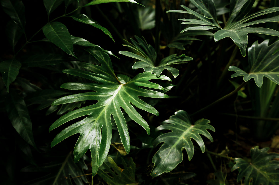 Premium Tropical Plants for Your Home and Office – www.augi-plants.lv