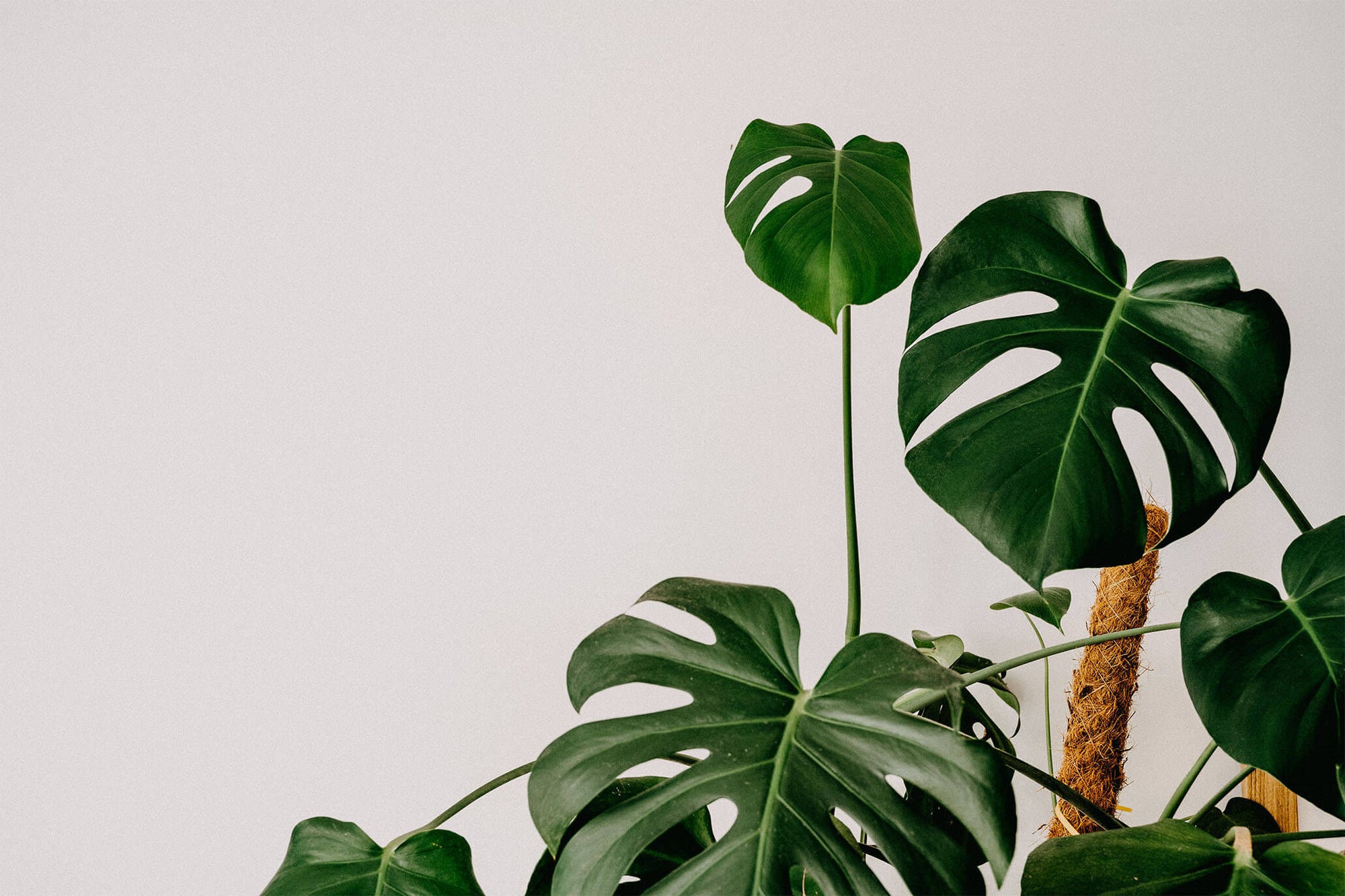 Premium Tropu Augi Jūsu Mājai Un Ofisam – www.augi-plants.lv