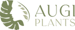 Flowering and house plants for home and office | Augi-plants.lv – www ...
