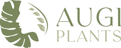 Hoya Compacta – www.augi-plants.lv