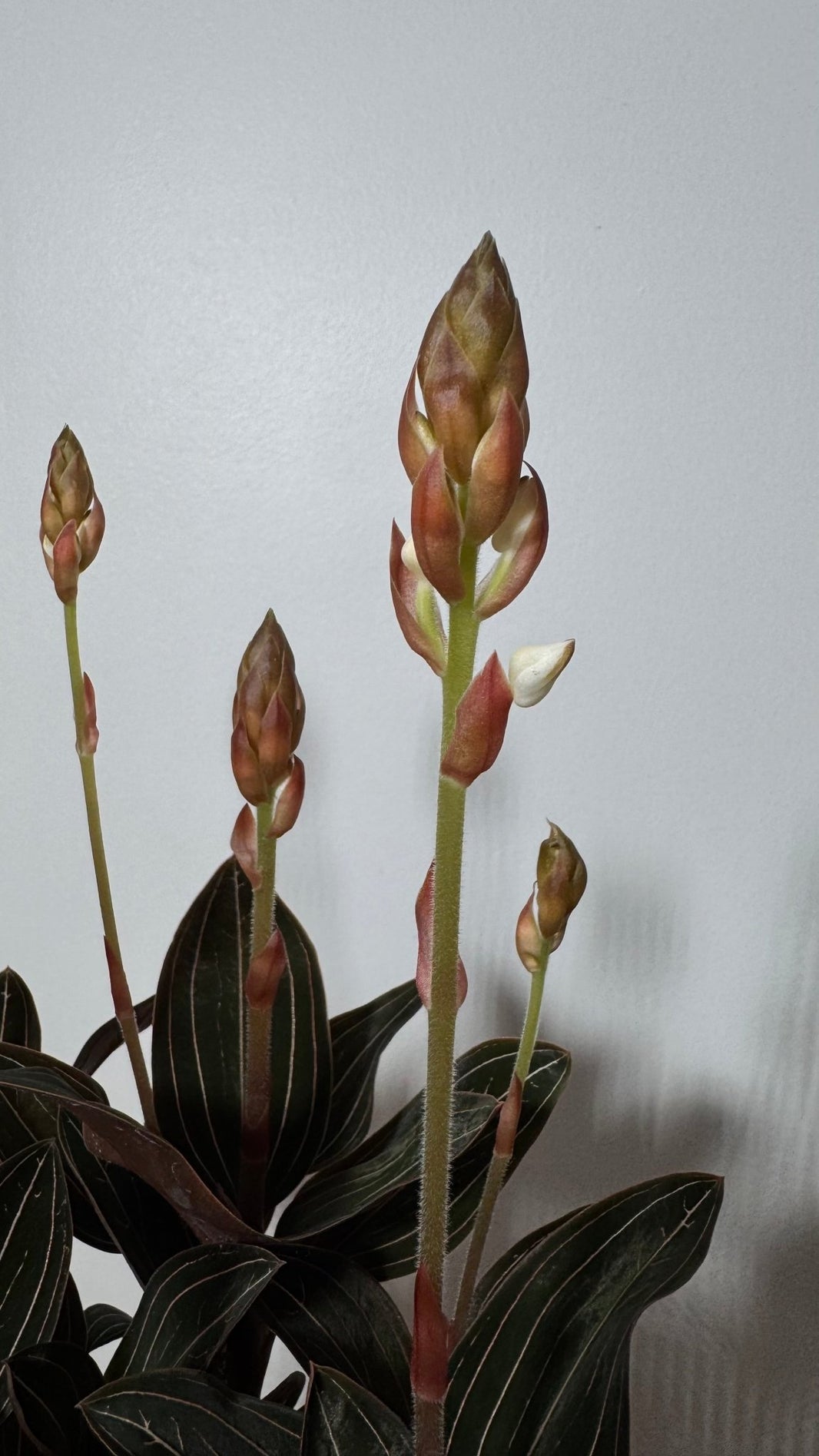Telpaugi un istabas augi mājai un ofisam | Augi-plants.lv – www.augi ...