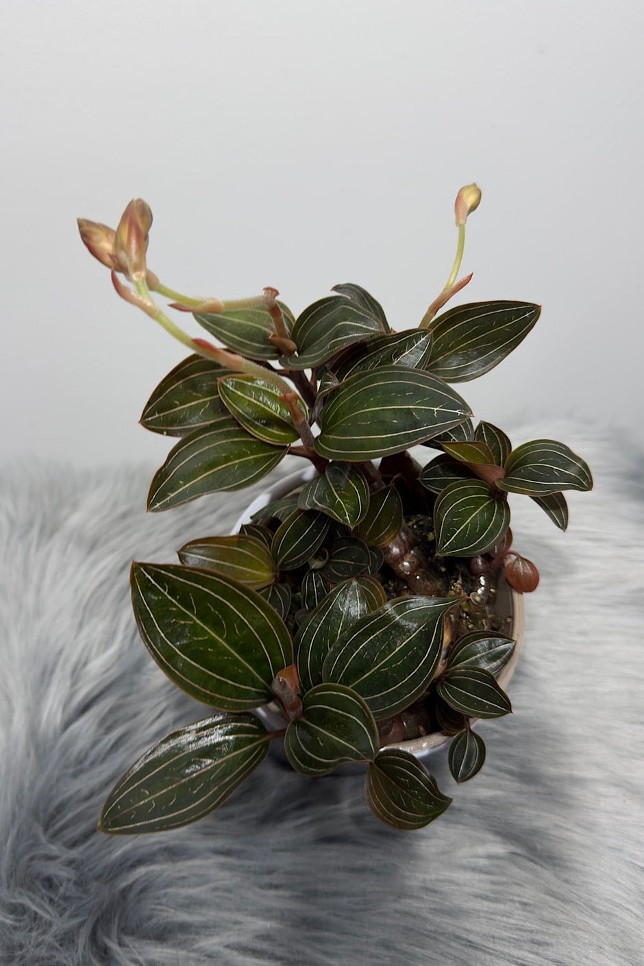 Telpaugi un istabas augi mājai un ofisam | Augi-plants.lv – www.augi ...